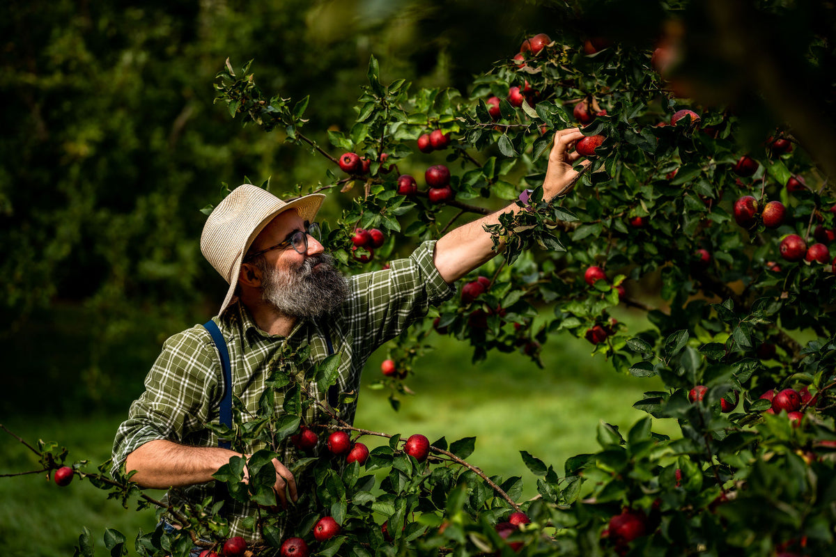 Harvest! - Hunting for Apples – Bignose & Beardy