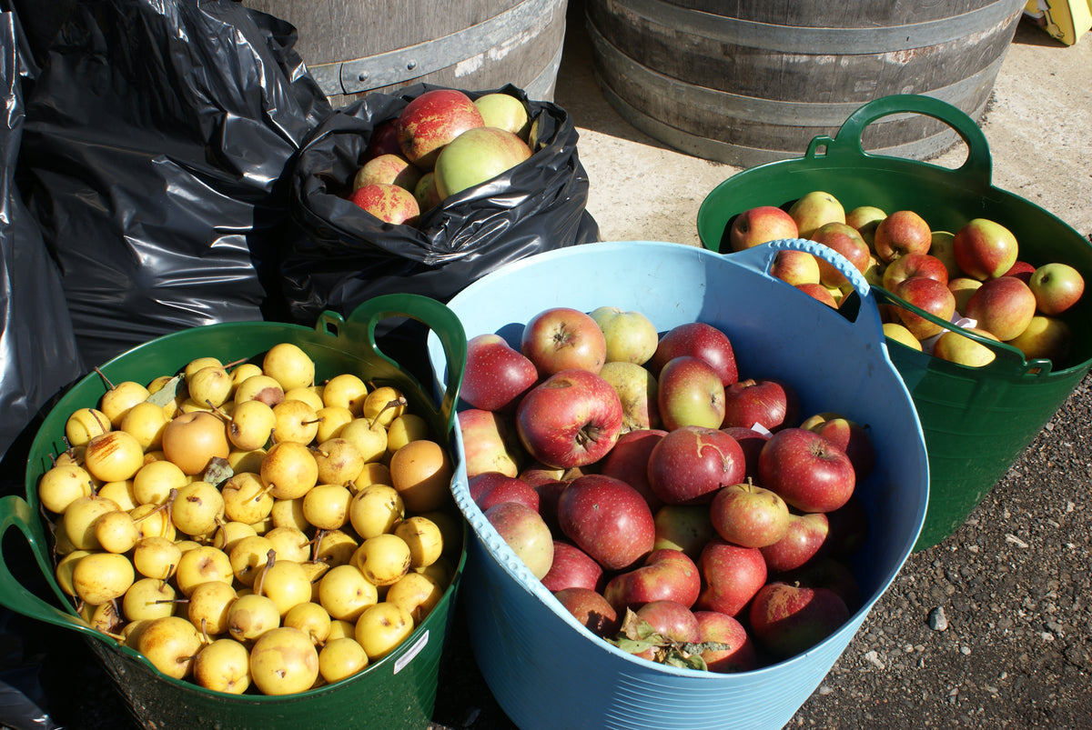 Apple Swap Ecomonics – Bignose & Beardy